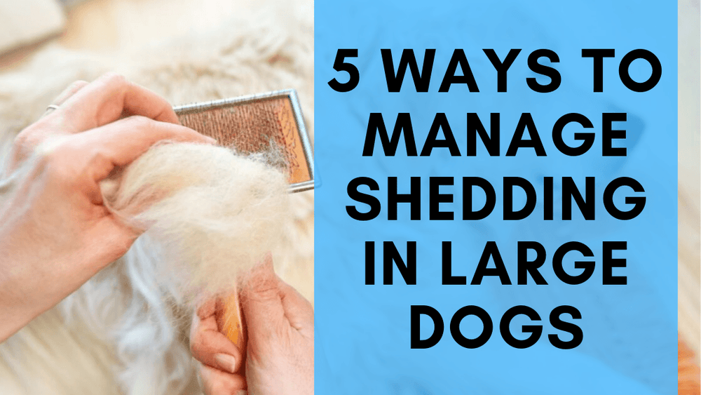 5 Ways to Manage Shedding in Large Dogs