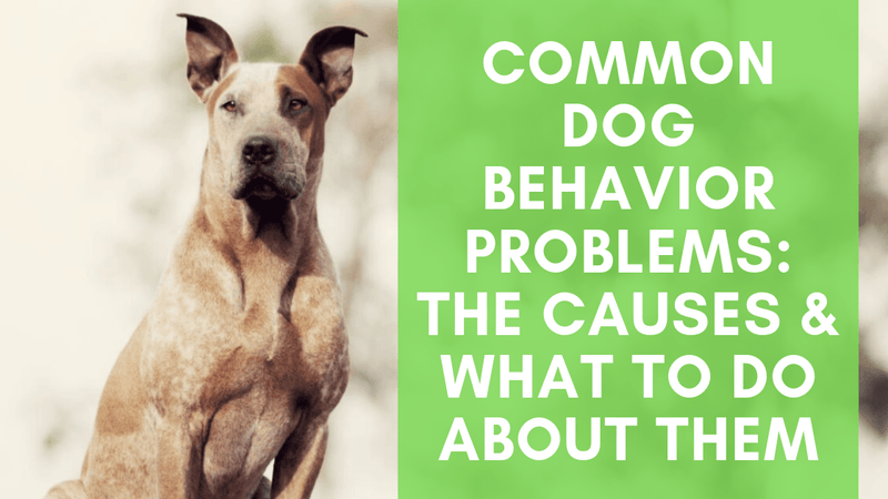 Common Dog Behavior Problems: The Causes & What To Do About Them
