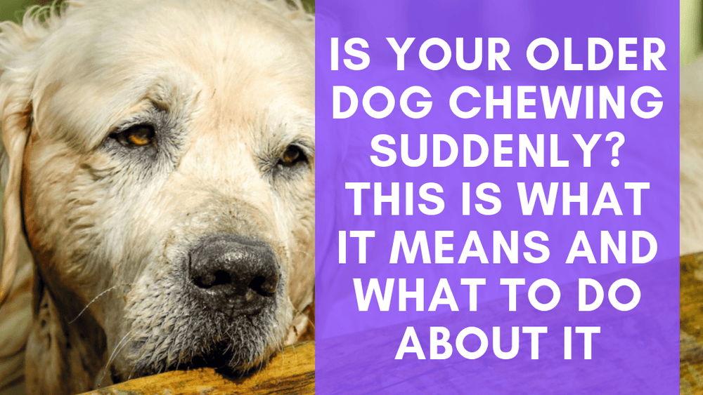 Is Your Older Dog Chewing Suddenly? This Is What It Means and What To
