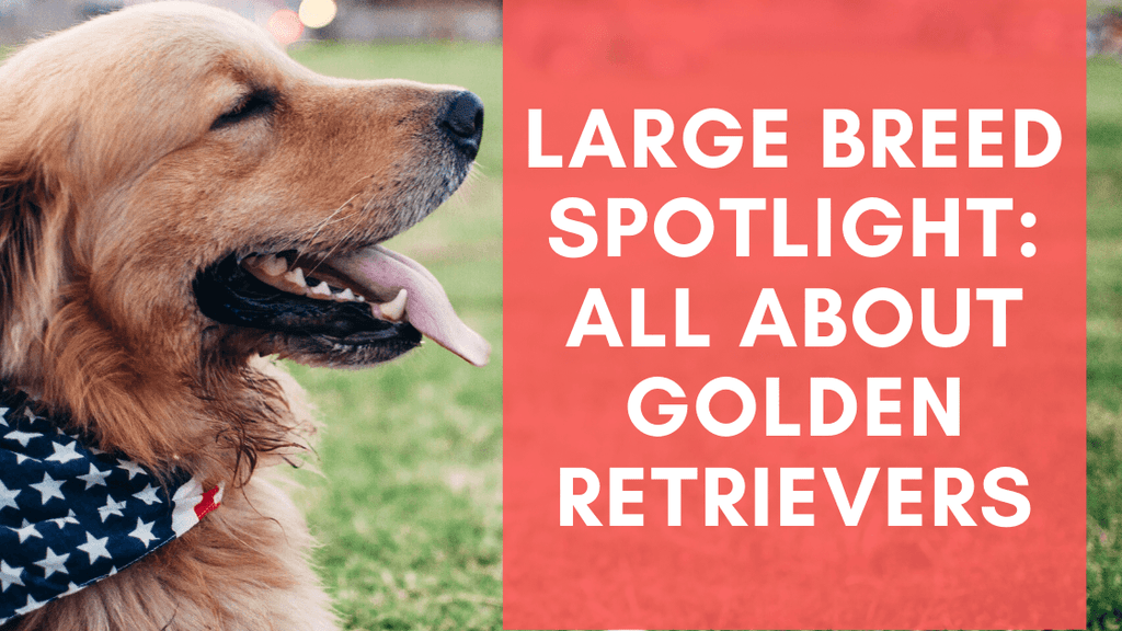 Large Breed Spotlight: All About Golden Retrievers