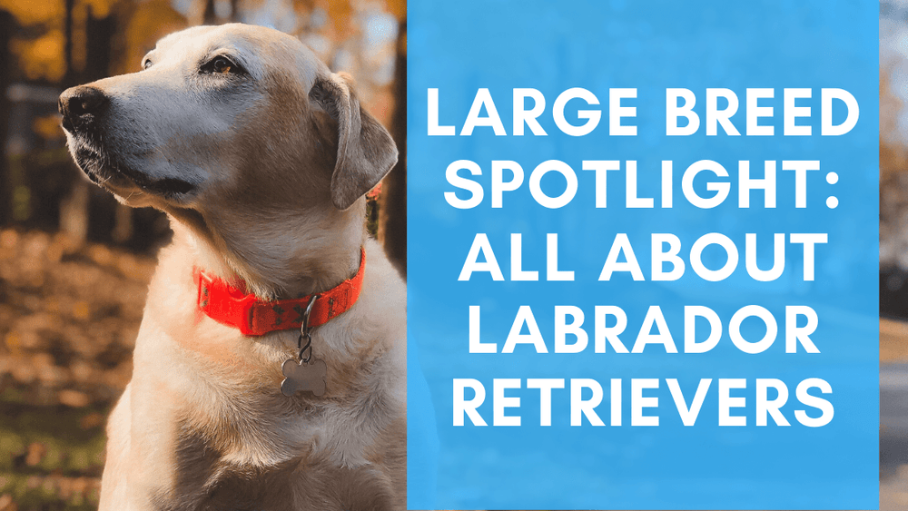 Large Breed Spotlight: All About Labrador Retrievers