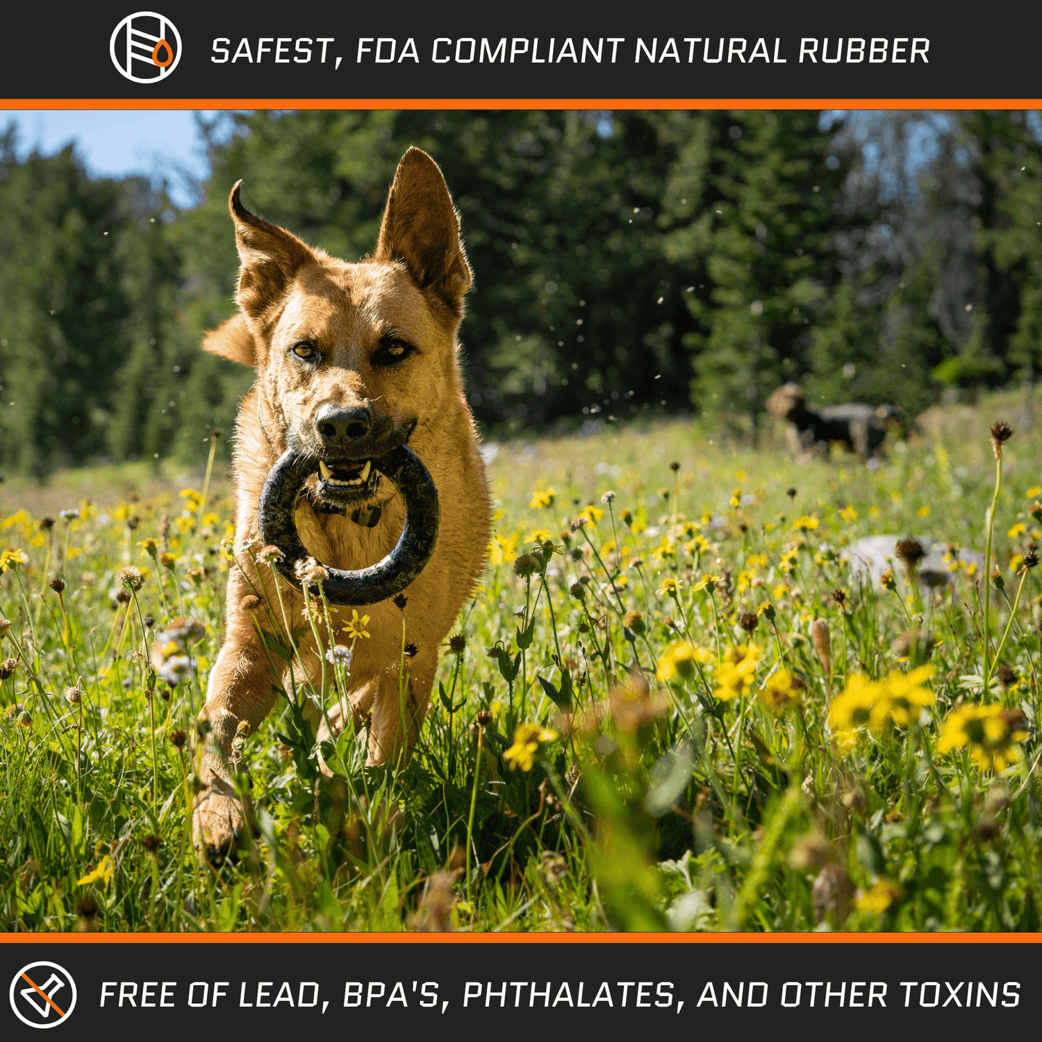 Ultra-Durable Chew Ring Toy - Lifetime Replacement Guarantee